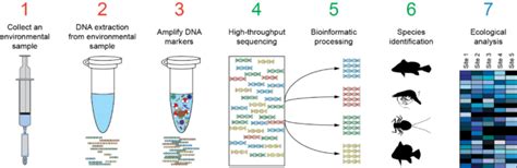 Metabarcodingworkflow Sixth Researcher