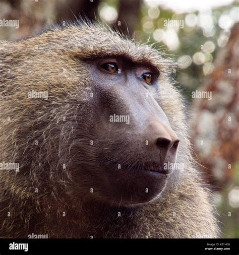 African Baboons Faces Baboon Face Sitting On Post By The Road Kruger