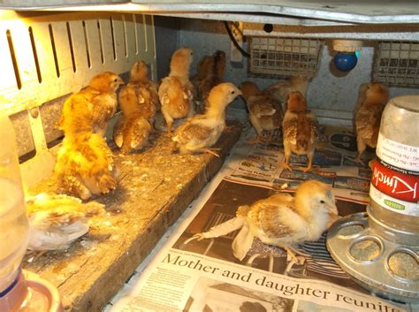 Size For Brooder Box And Depth Backyard Chickens Learn How To Raise