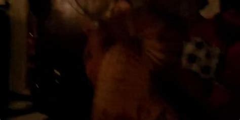 Pied And Slimed Interview