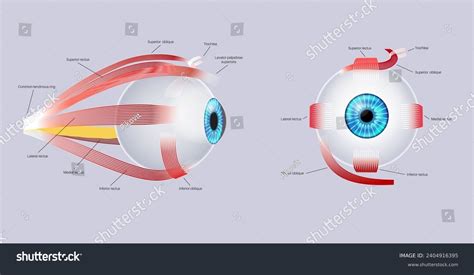Extraocular Muscles Anatomy Structure Human Eye Stock Vector Royalty