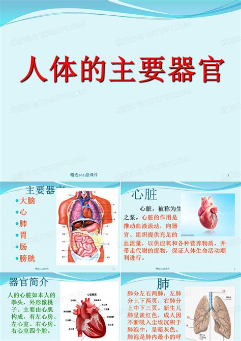 人体的主要器官ppt模板下载 编号lyjpekoj 熊猫办公