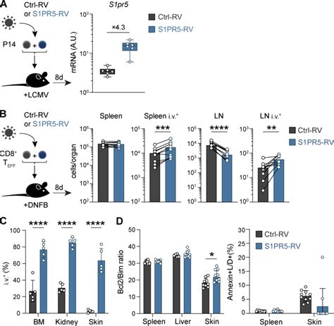 S1pr5 Promotes T Cell Relocation To Vascular Beds A P14 T Cells Were