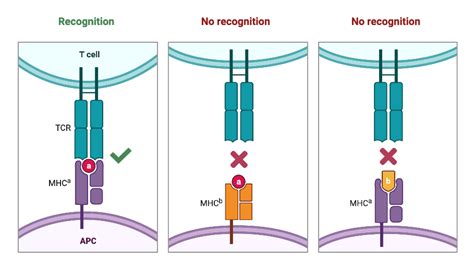 Tcr Binds To Peptide And Mhc Biorender Science Templates