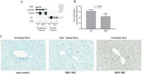 Subcellular Irp1 Localization In Primary Murine Hepatocytes And Liver Download Scientific