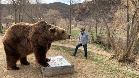 Vital Ground Mourns The Passing Of Bart The Bear Ii Grizzly Bear
