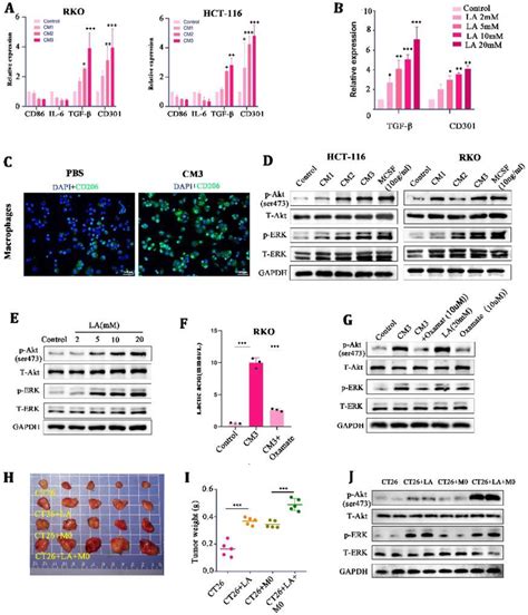 Lactate Induced M2 Like Polarization By Activating The Akterk Pathway