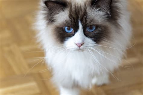 Close Up Face Of Young Adult Fluffy White Purebred Ragdoll Cat With