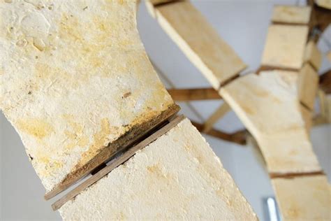 Mycotree Kit Karlsruhe Eth Zürich Singapore Eth Centre