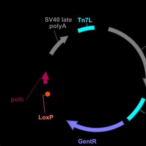 Schematic Representation Of The Multibac Turbo Acceptor And Donor