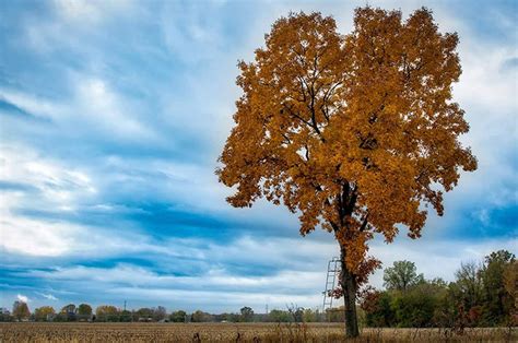 10 Hickory Tree Symbolism Facts And Meaning Zodiac Superstitions