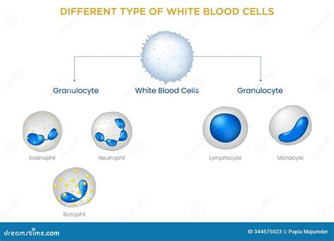 Types Of Lymphocytes T Lymphocytes B Lymphocytes Nk Lymphocytes Structure The Function Of