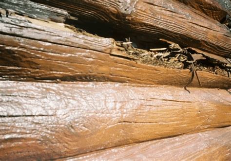 Rotting Log Services For Log Repairs True North Restoration