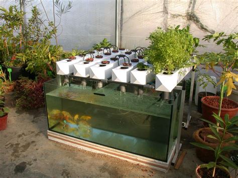 Diy Aquaponics System Plants At Will Barkman Blog