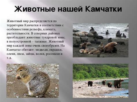 Флора и фауна камчатки презентация