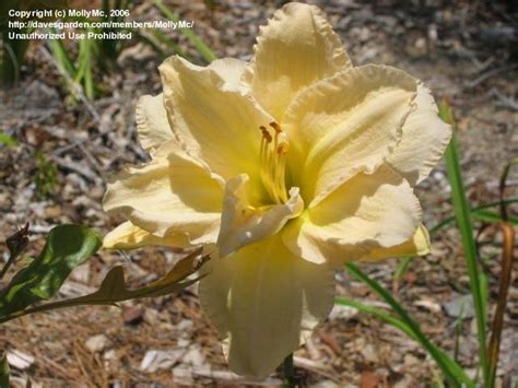 Plantfiles Pictures Daylily Land Of Cotton Hemerocallis By Oceangirl