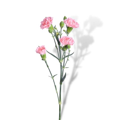 Pink Mini Carnation Cvećara Online Belgrade