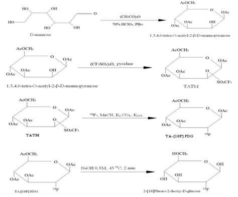 Scheme Nucleophilic Synthesis Of 2 Fluoro [ 18 F] 2 Deoxy D Glucose Download Scientific Diagram