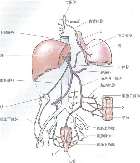 门静脉和腔静脉系统间的吻合 基础医学 医学