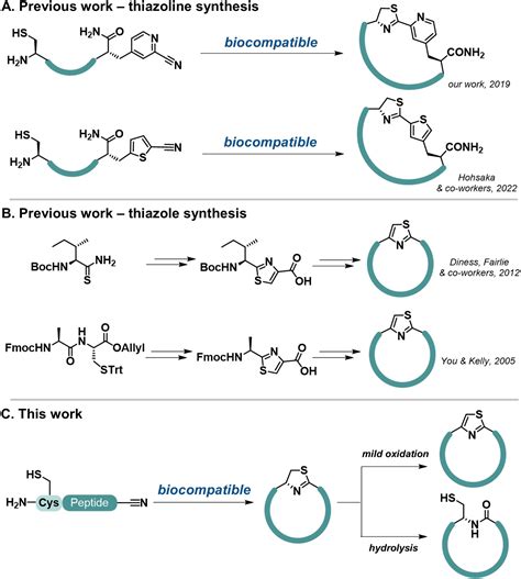 Biocompatible Synthesis Of Macrocyclic Thiazol In E Peptides He