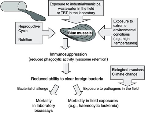 Blue Mussels Mytilus Edulis Exposed In Pictou Harbour Nova Scotia To Download Scientific