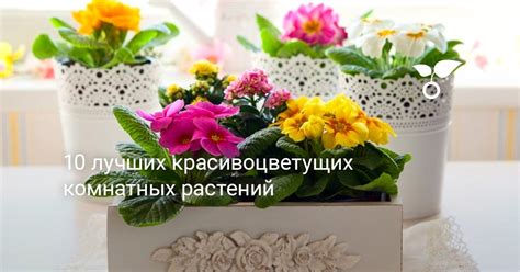 10 лучших красивоцветущих комнатных растений Список названий с фото — Страница 6 из 11 — Ботаничка