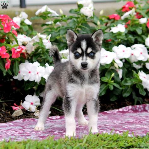 Alaskan Klee Kai Is A Mix Of What Breeds