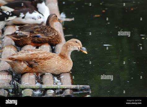 A Closeup Of The Ducks Resting On The Wooden Raft Stock Photo Alamy