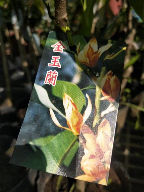 彩綠花果園 觀葉植物 金玉蘭 金玉蘭花 黃玉蘭花 4吋 嫁接 建議郵局 露天市集 全台最大的網路購物市集