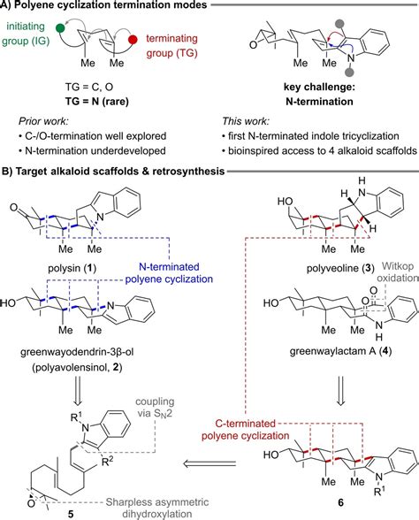 A Divergent Polyene Cyclization For The Total Synthesis Of
