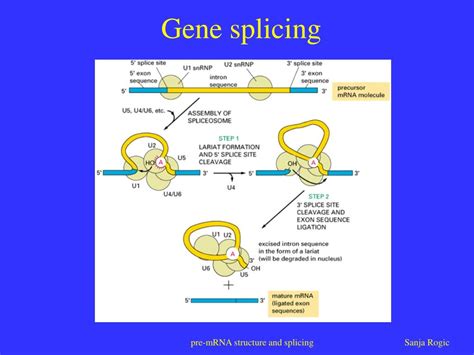 Ppt The Role Of Pre Mrna Secondary Structure In Gene Splicing
