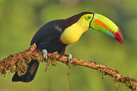 Können Dan Gdalevitz Als Kunstdruck Oder Gemälde