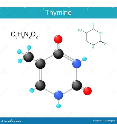 Thymine Dna Molecular Molecular Model 3d Rendering Structural Chemical Formula And Atoms