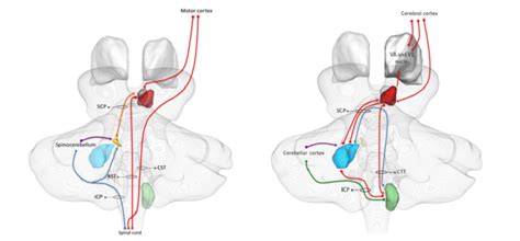 Red Nucleus And Rubrospinal Tract Unraveling Their Role In Movement
