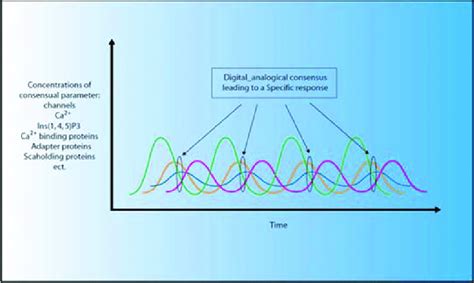 In The Ca 2 Code Digital Analogical Consensus Requires The
