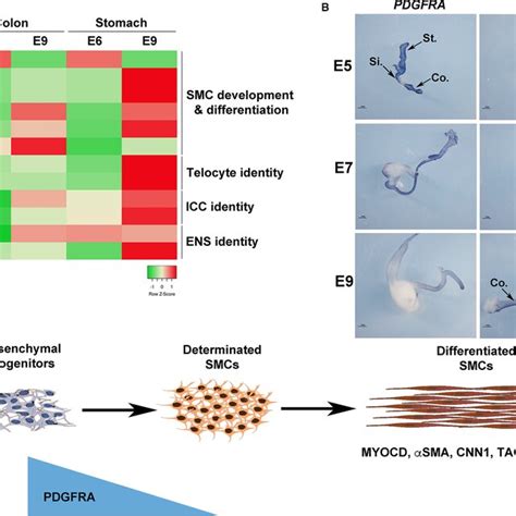 Spatial And Temporal Expression Of Pdgfra Mrna During Embryonic