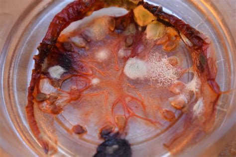 Preservation Experiment Homeschool