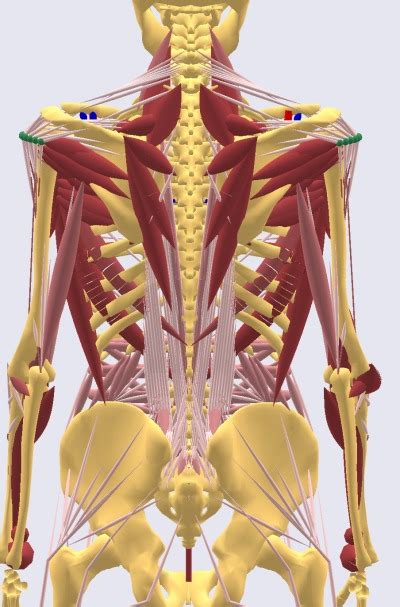 introduction to muscle modeling — anybody tutorials v8 0 1 2