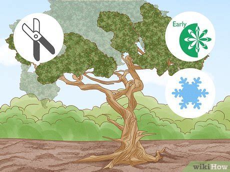 How To Prune A Juniper Tree Steps With Pictures WikiHow