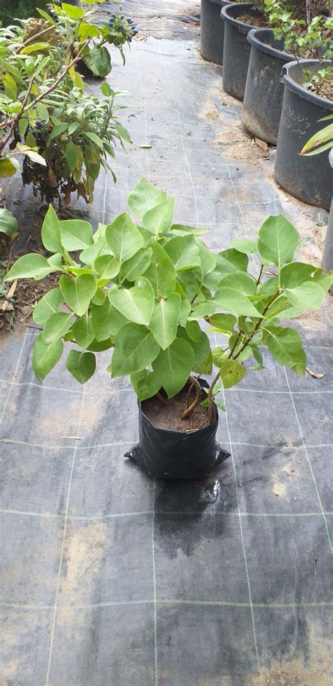 Jorgovan Bijeli Sadnice