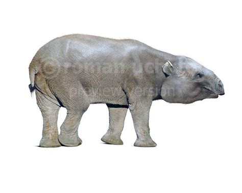 Barytherium Grave Image Buy Uchytel