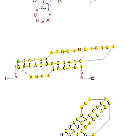 1 A Pseudoknot Free Structure Top An H Type Pseudoknotted Structure