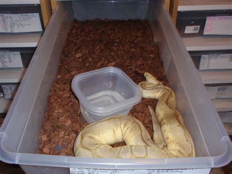 Ball Python Care Sheet