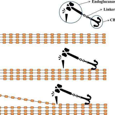 Schematic Representation Of The Carbohydrate Binding Module Download