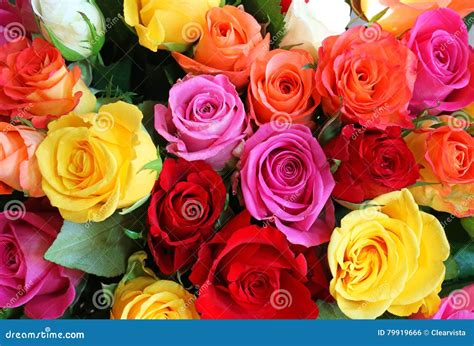 Colourful Pictures Of Roses