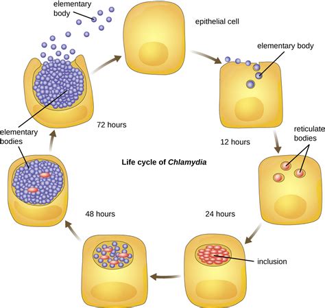 4 2 Proteobacteria Biology Libretexts