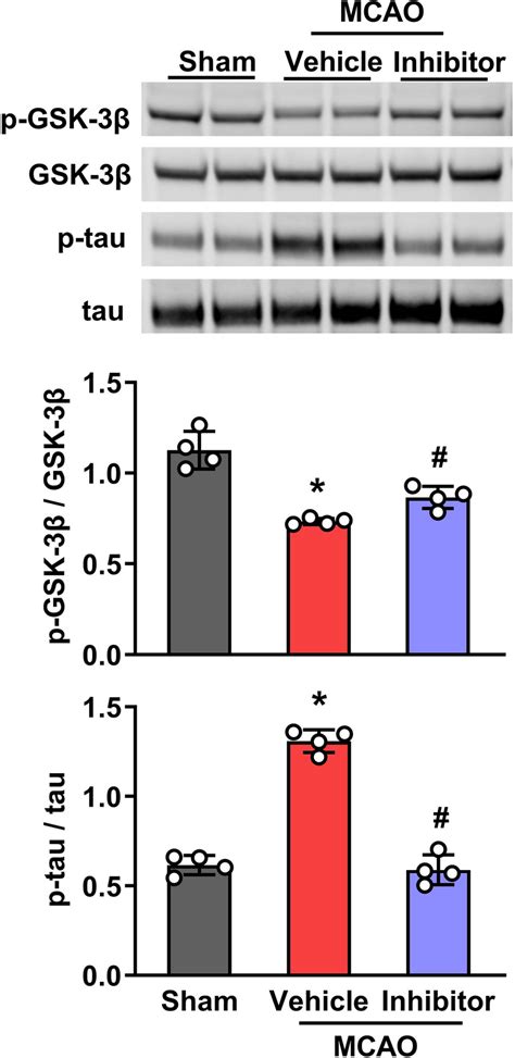 Gsk 3β Inhibitor Viii Prevented Gsk 3β S9 Dephosphorylation Leading To Download Scientific