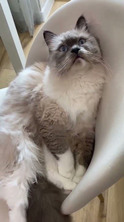 рэгдолл Шантик животные Cat Catlover котик Ragdoll кот котики котята Plushdollru