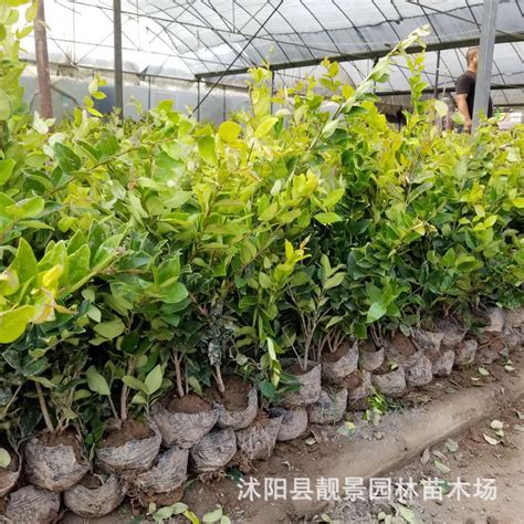 园林金叶女贞批发 金森女贞球 庭院彩叶绿篱色块 绿化工程用 阿里巴巴