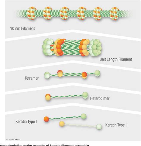 Intermediate Filament